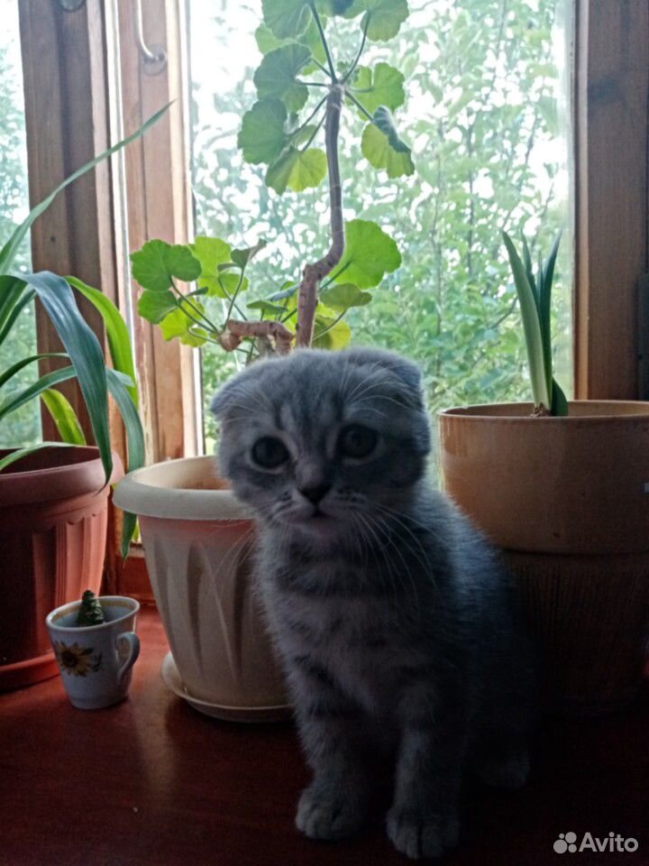 Шотландская