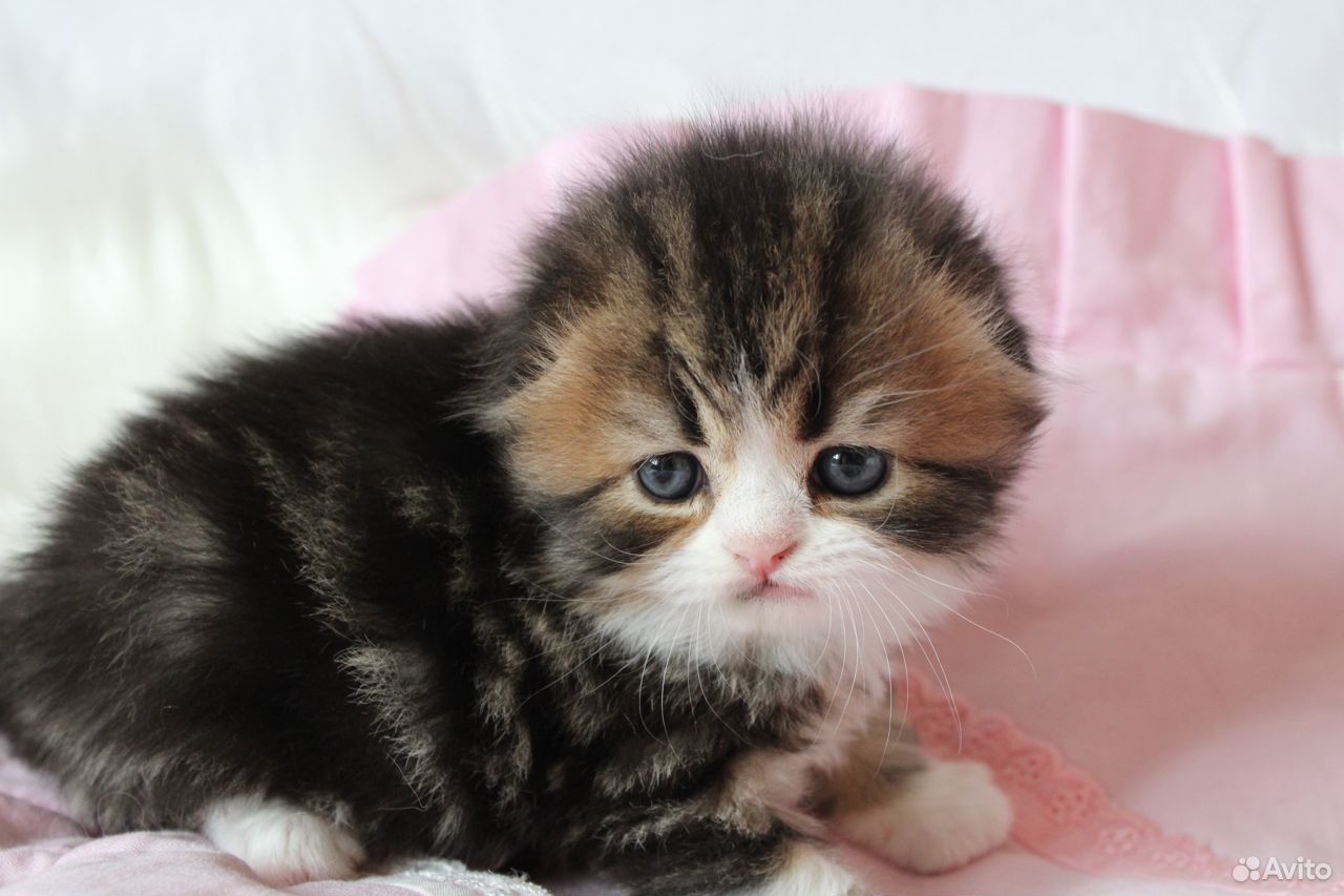 Котик вислоухий