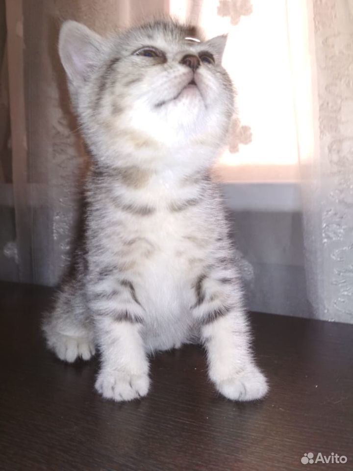 Британские котята