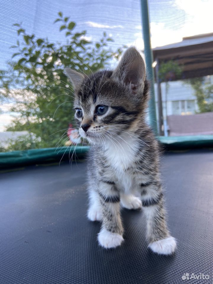 Котёнок девочка