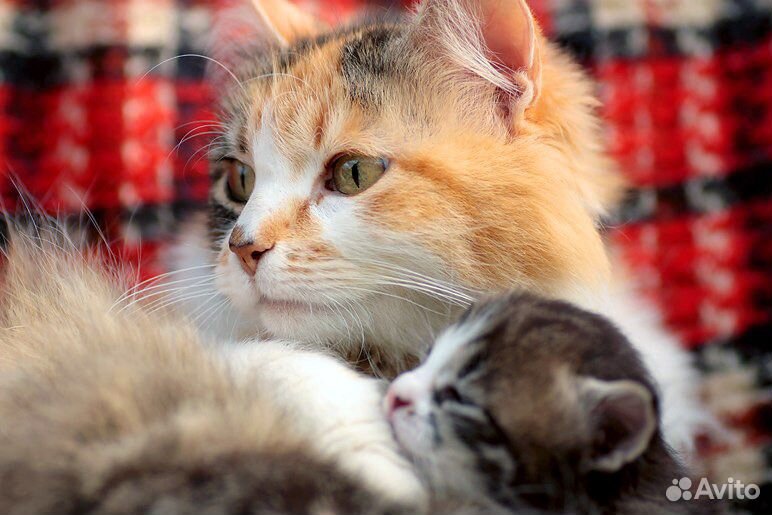 Трехцветный котёнок девочка