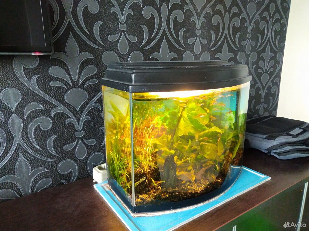 Аквариум