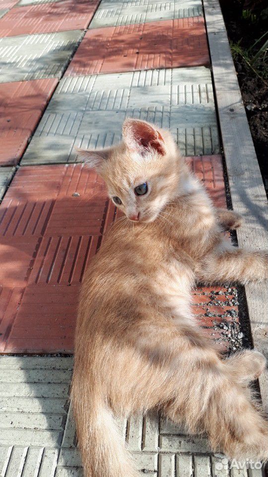 Сомалийская