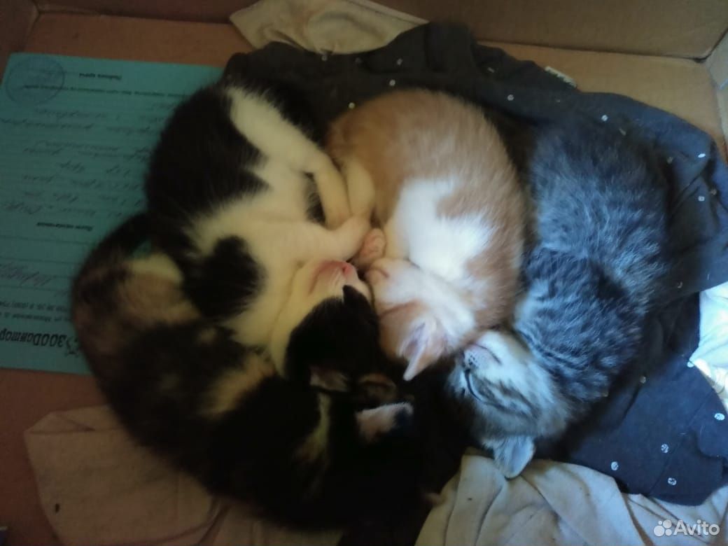 Котята