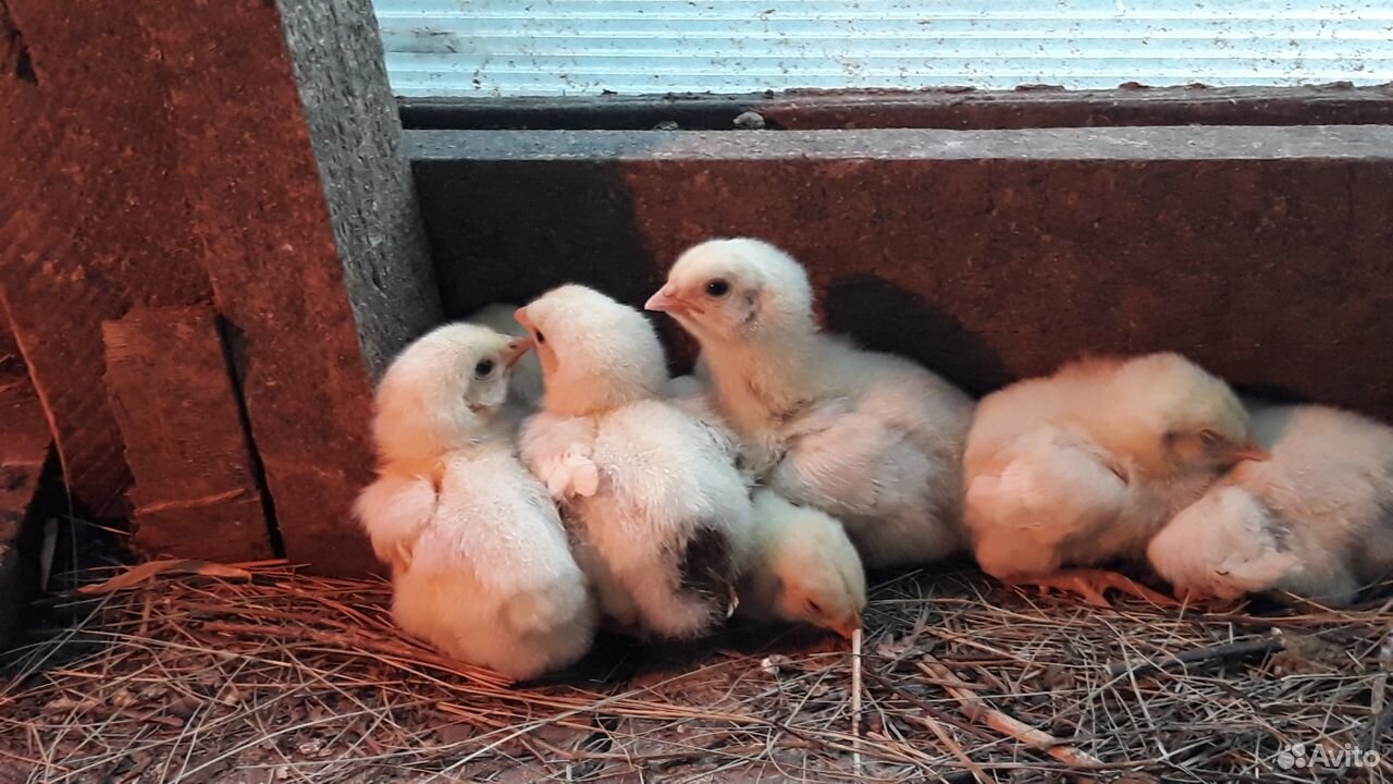 Цыплята бройлерные
