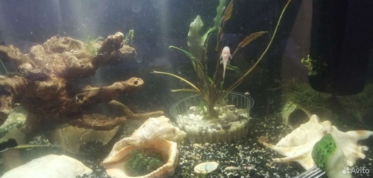 Растение в аквариум. криптокорина