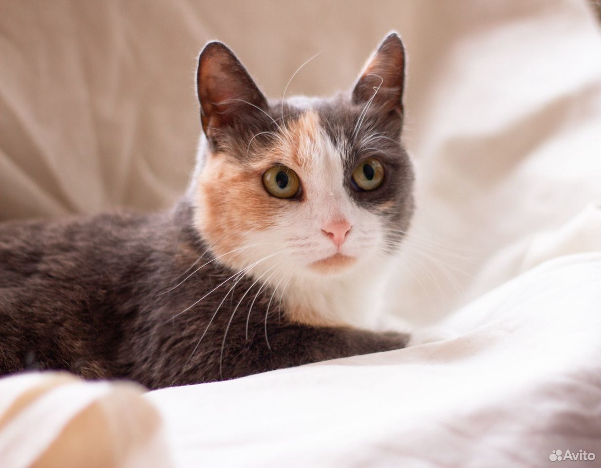 Кошка Машенька в добрые руки