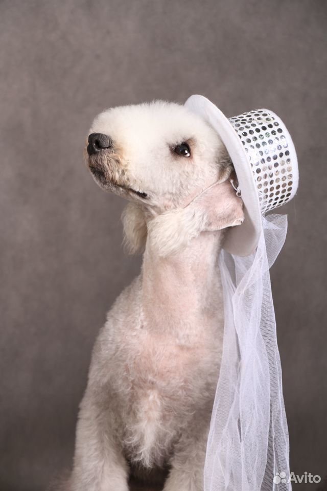 Щенки бедлингтон-терьера