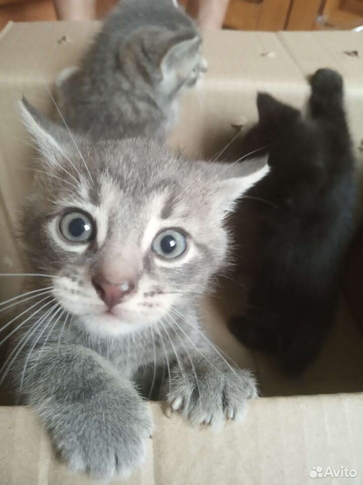 Котята 2.5 мес дымчатые