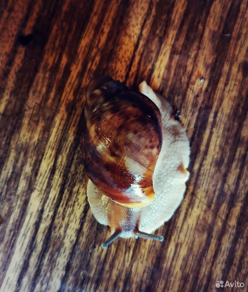 Улитка Архахатина Бенин