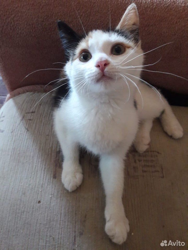 Котенок манечка