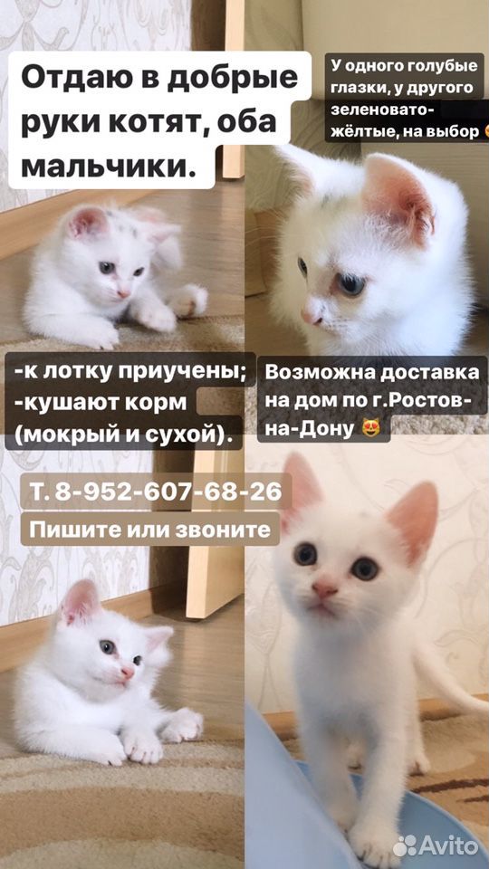 Котята