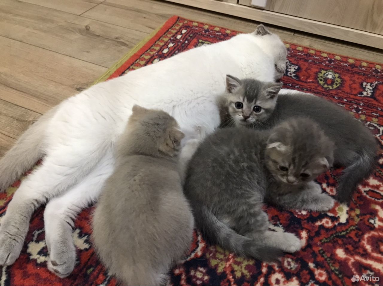 Шотландские котята