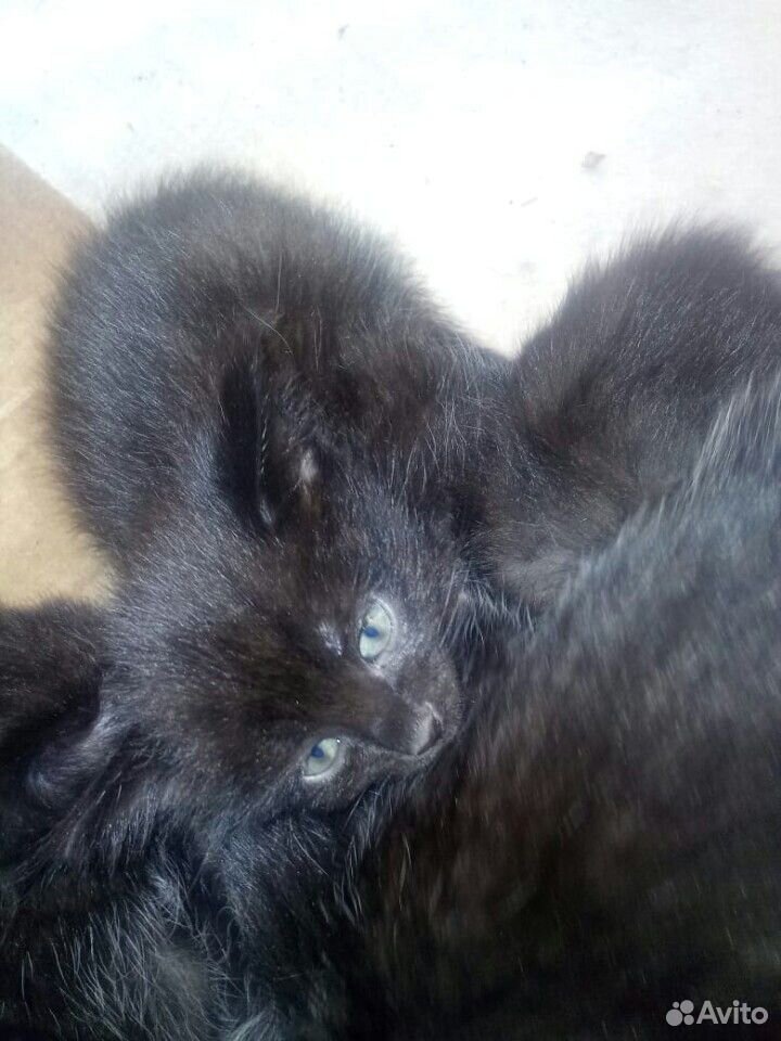 Котята 5 недель