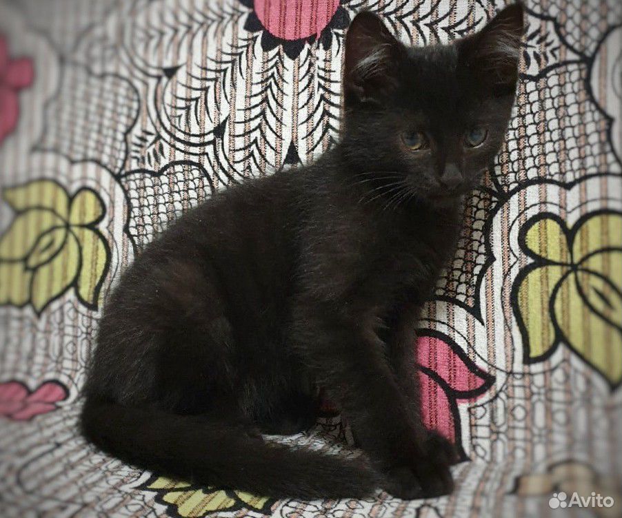 Черный котик на удачу