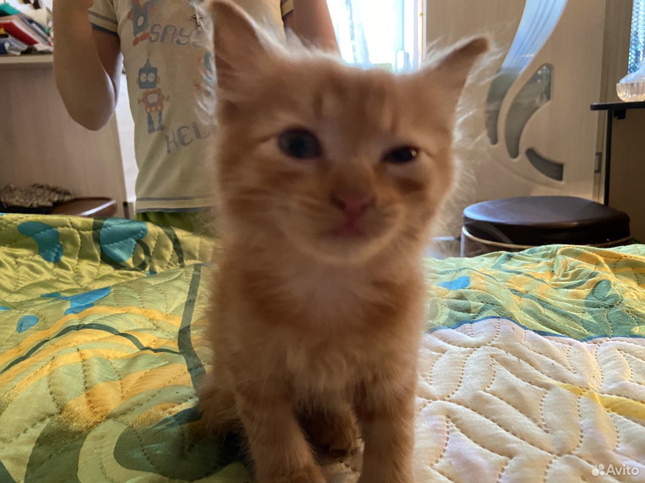 Милый рыжий котик