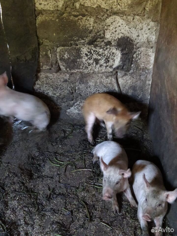 Продается Поросята