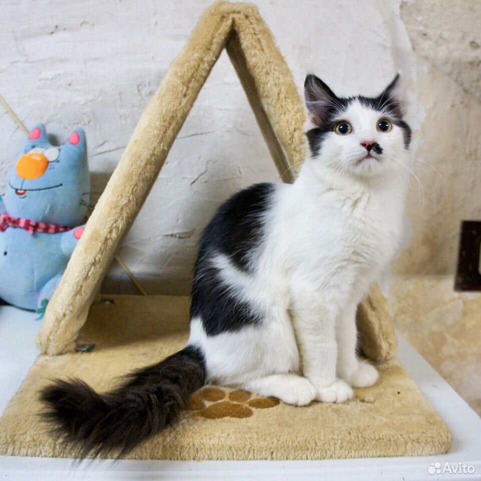 Ласковый котенок Марио в добрые руки