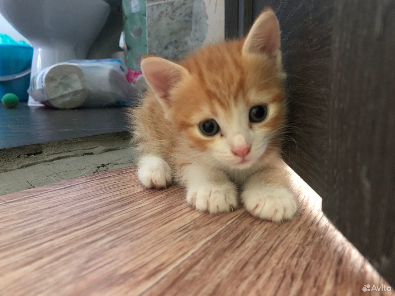 Три прекрасных котенка