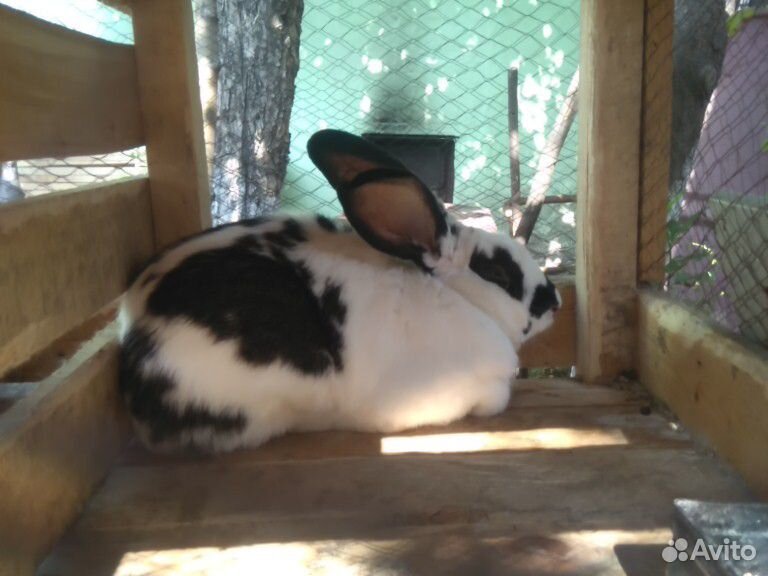Продажа кроликов мясных пород