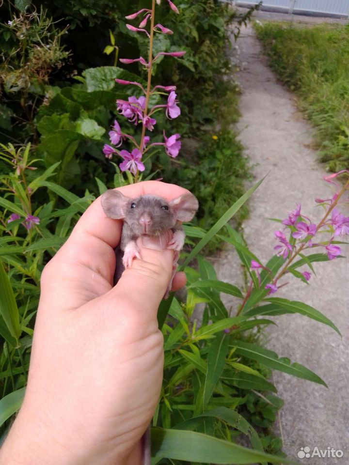 Крысята Дамбо Рекс Даблрекс крысятки