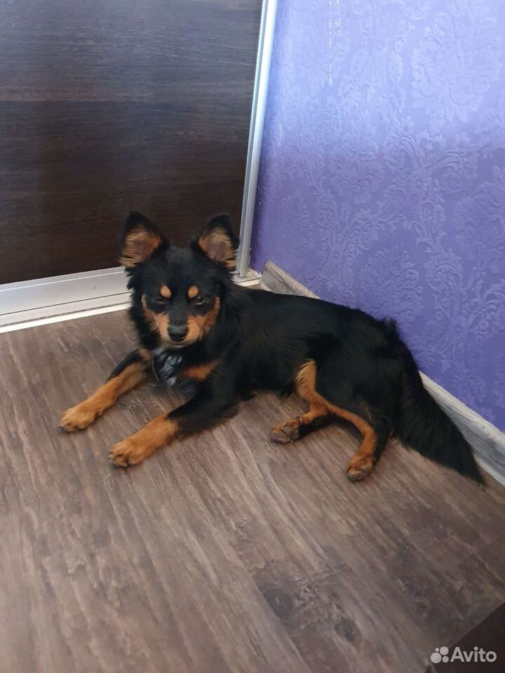 Длиношерстный Чихуахуа