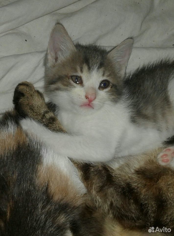 Подарю кошечку 3 мес