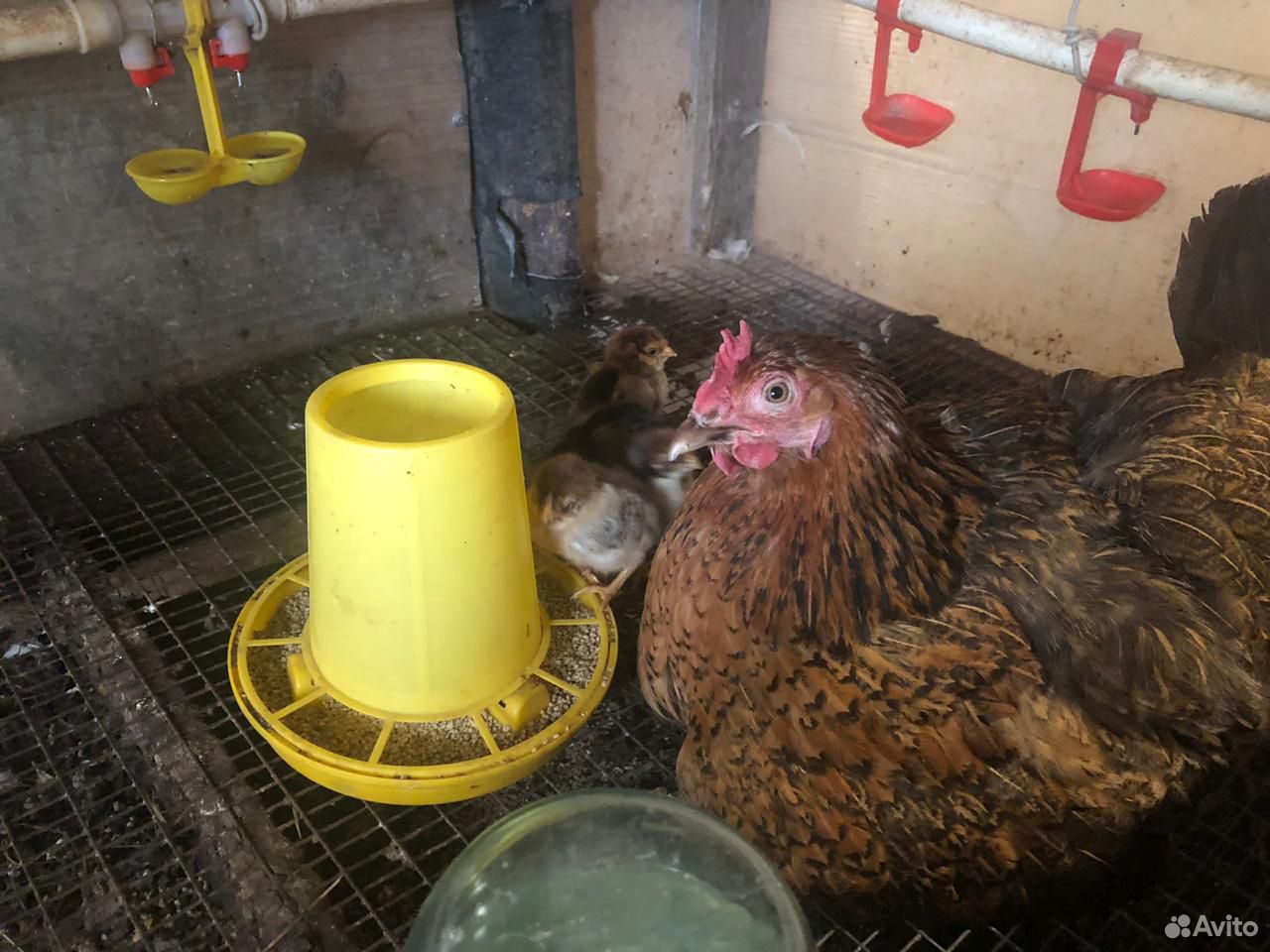 Клуша с цыплятами