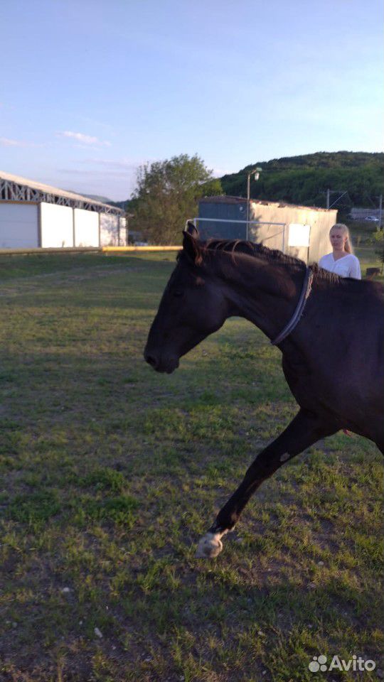 Продается жеребчик