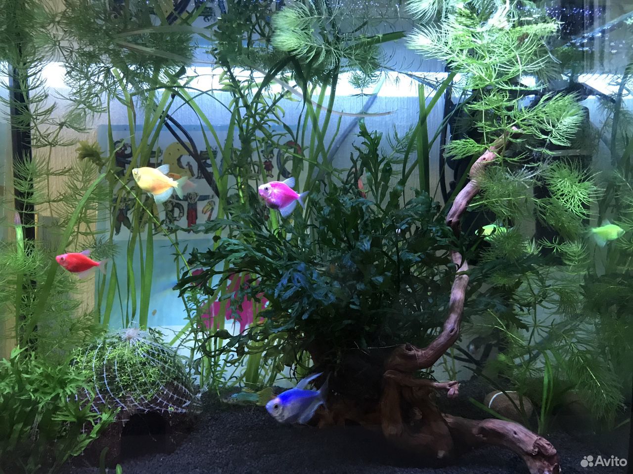 Стайка тернеций гло