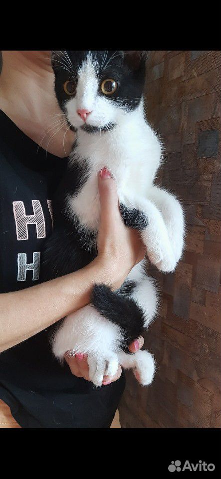 Котик Тишка ищет дом