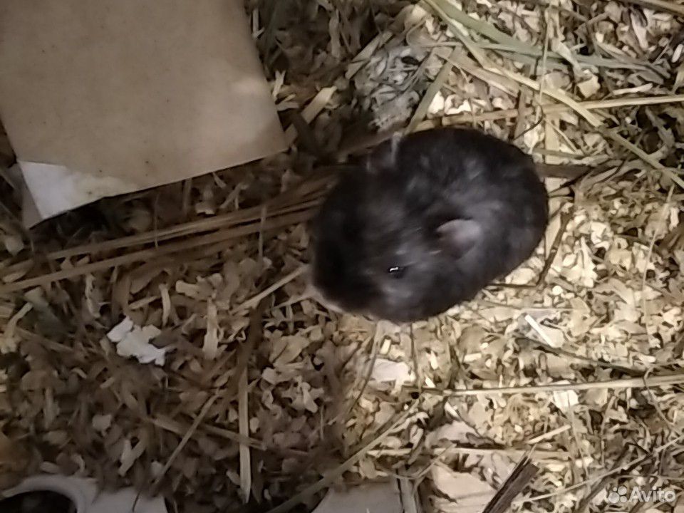 Хомяк кемпбелла