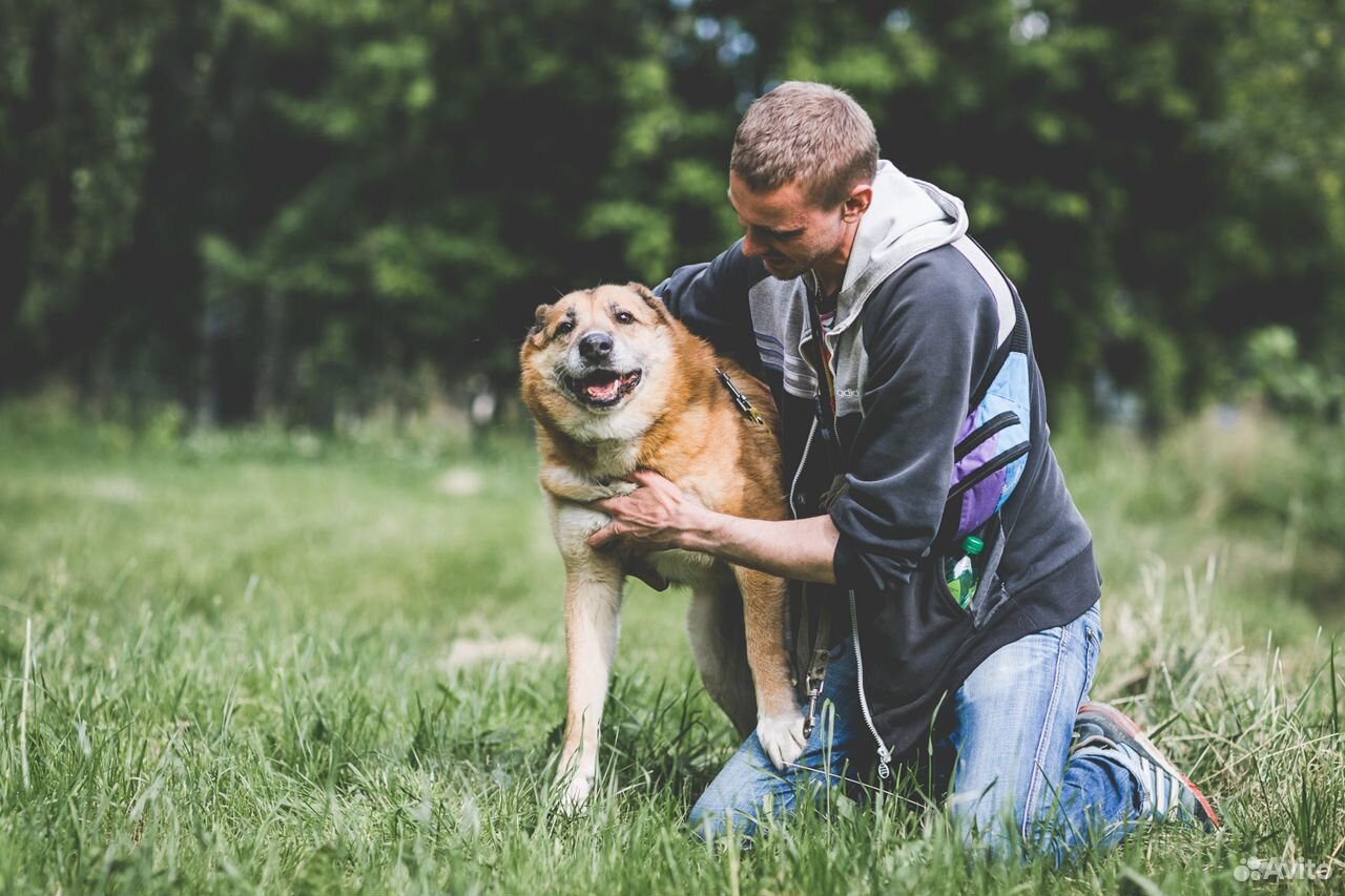 Добряк Боцман ищет дом