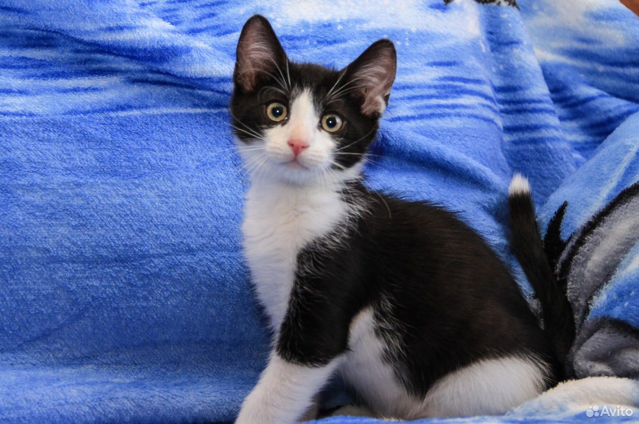 Котенок Мартин 3 мес