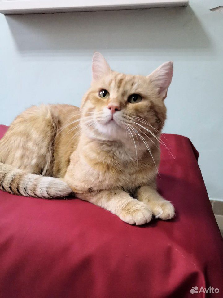 Гриша молодой шикарный рыжий кот