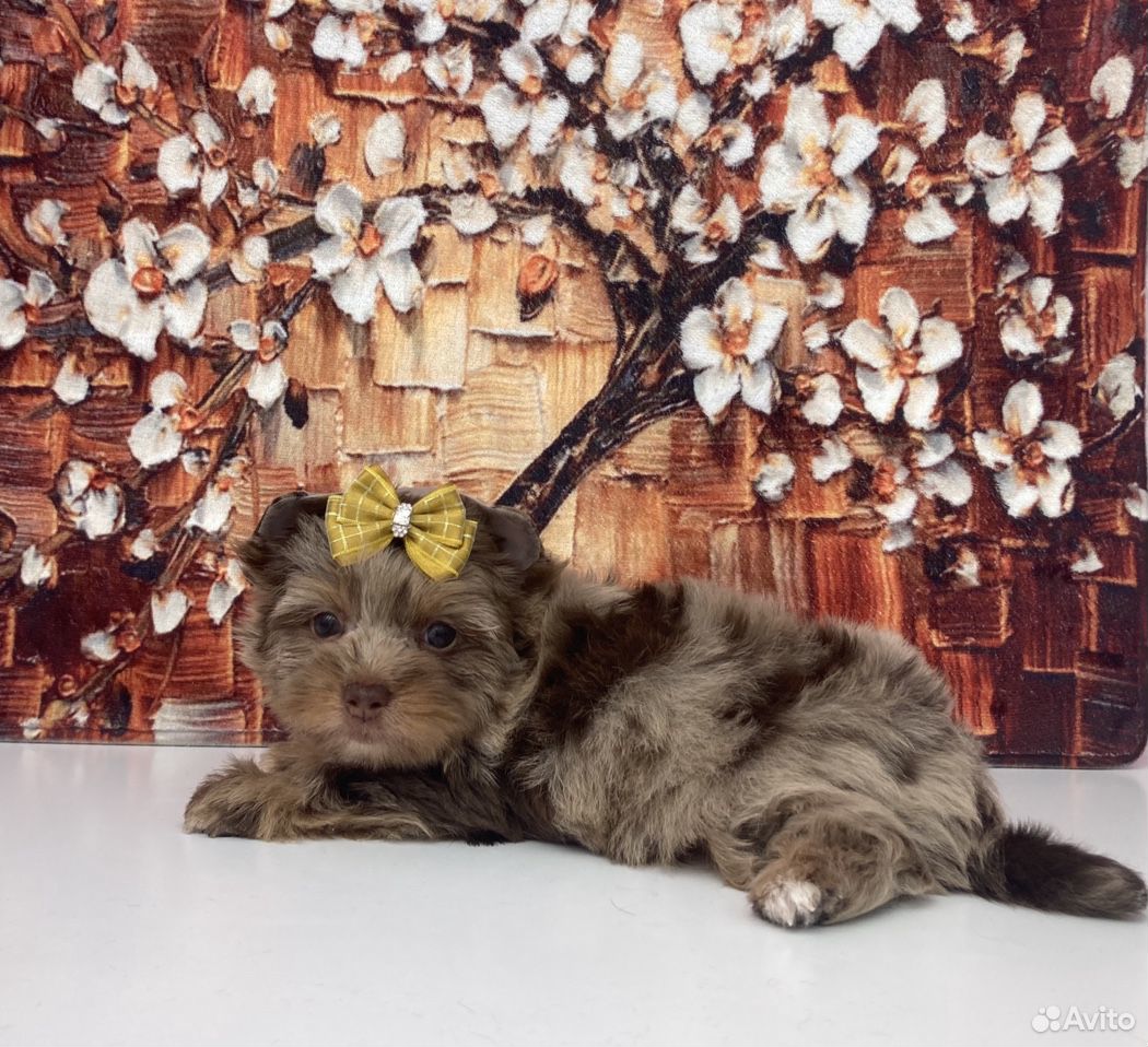 Шоколадный мраморный мальчик стандарт