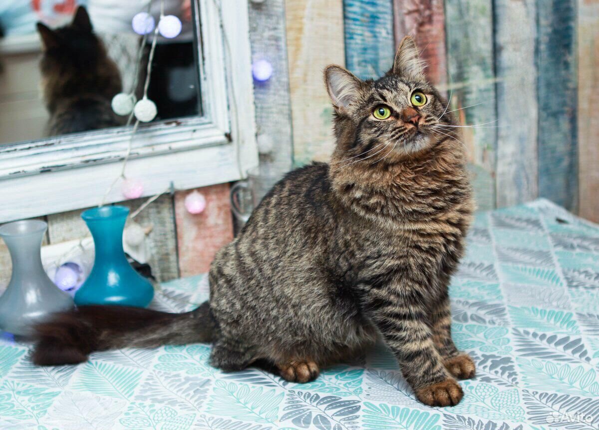 Кот сибирский красавец