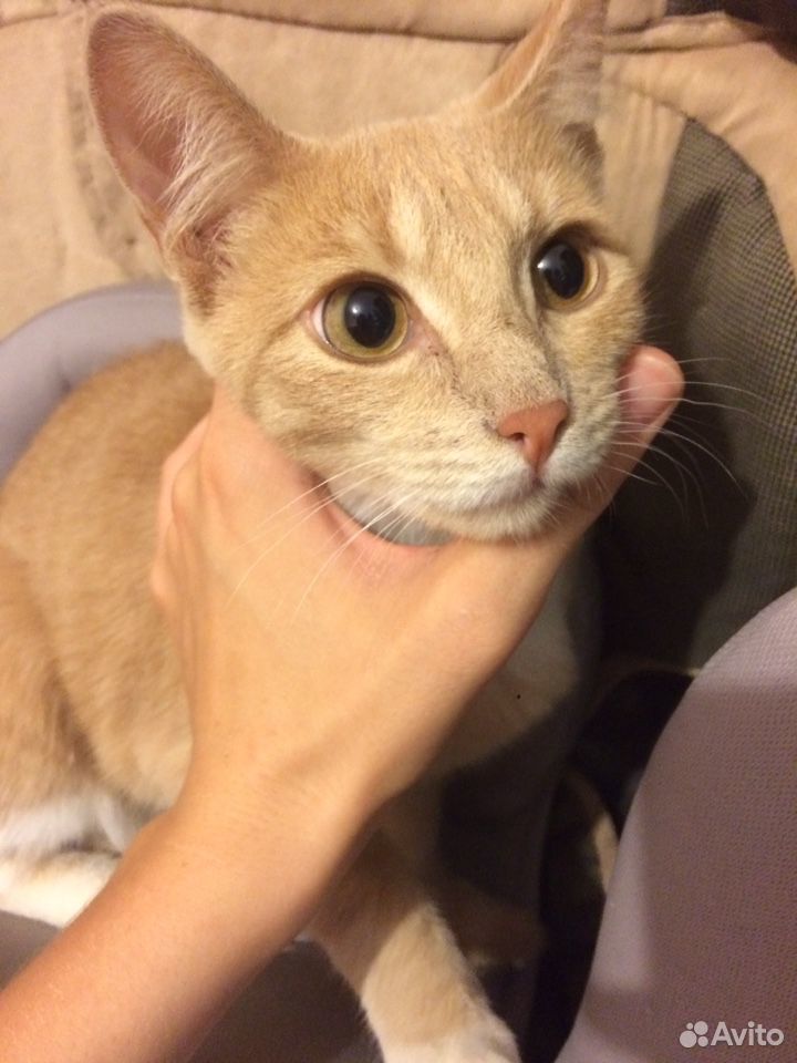 Котенок