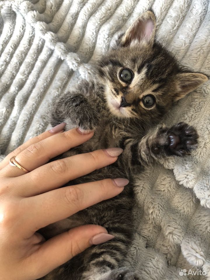 Котёнок Пухляш в самые добрые руки