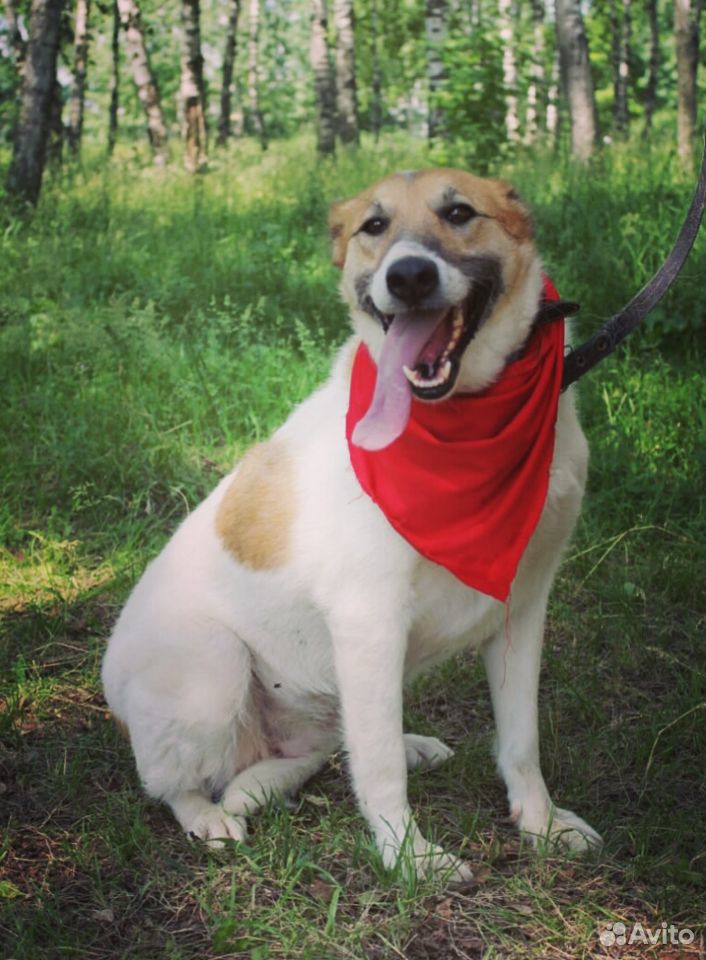 Нежная Розочка ищет дом