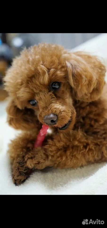 Карликовый пудель