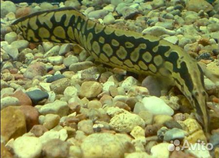 Мастацембел и каламоихт