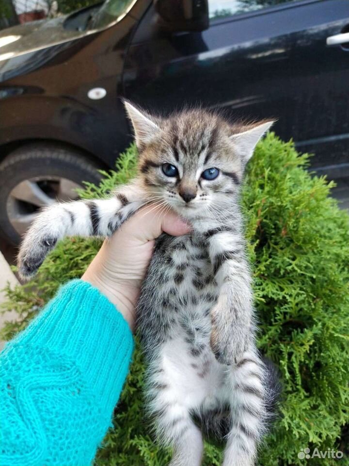 Милые котятки ждут своих родителей