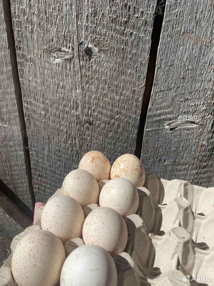 Яйцо индюка, гуся