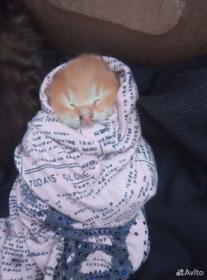 Отдам даром. Котят бросила кошка, помогите котятам