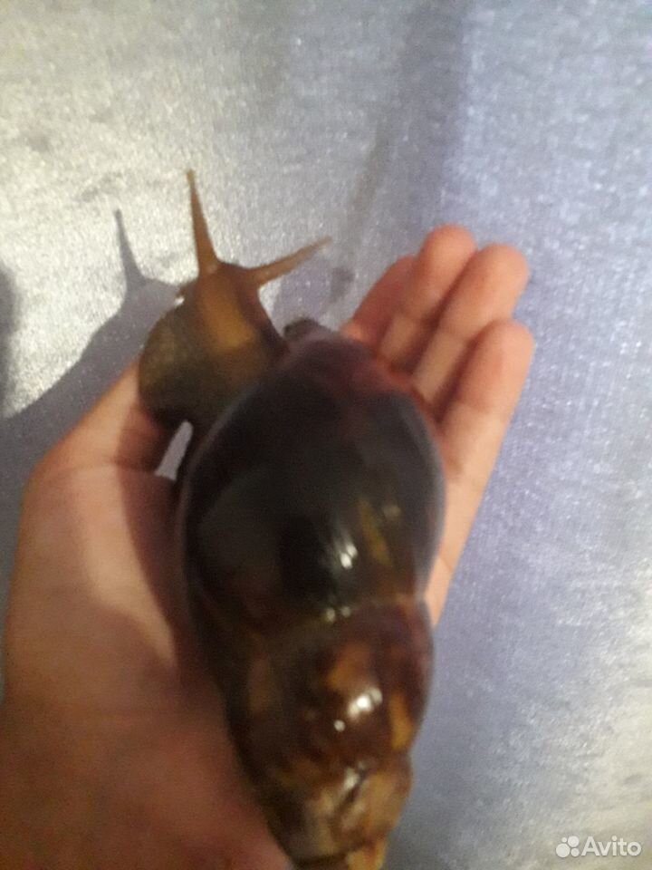 Улитка Ахатина