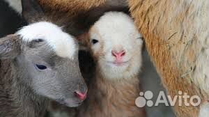 Ягнята