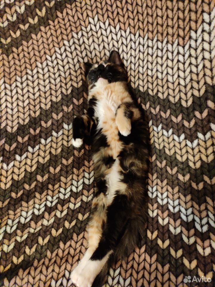 Отдам кошку в добрые руки