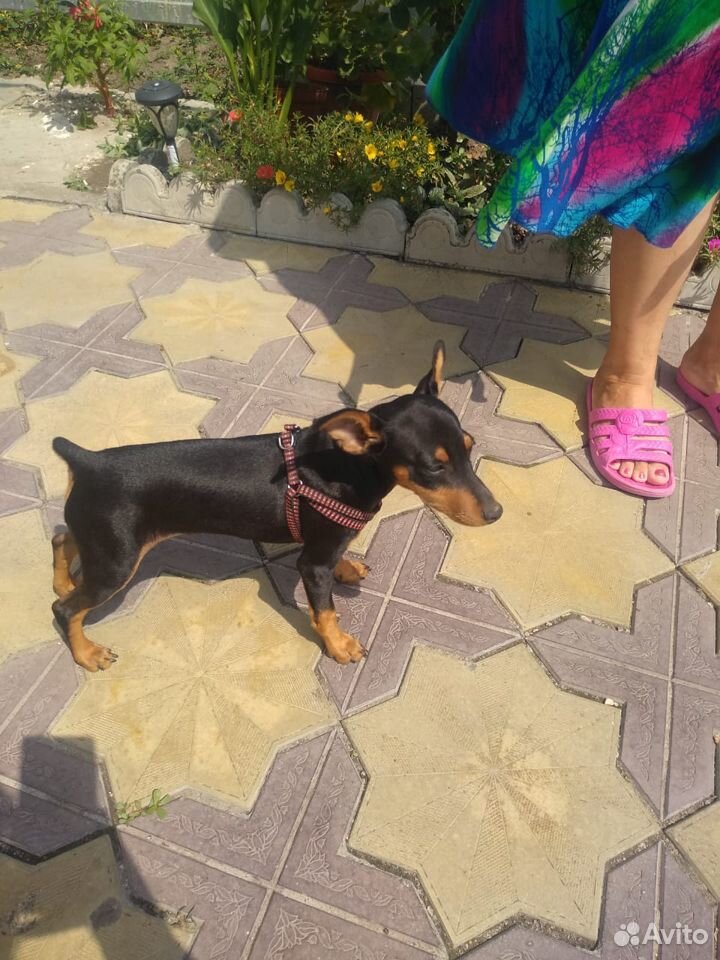 Цвергпинчер