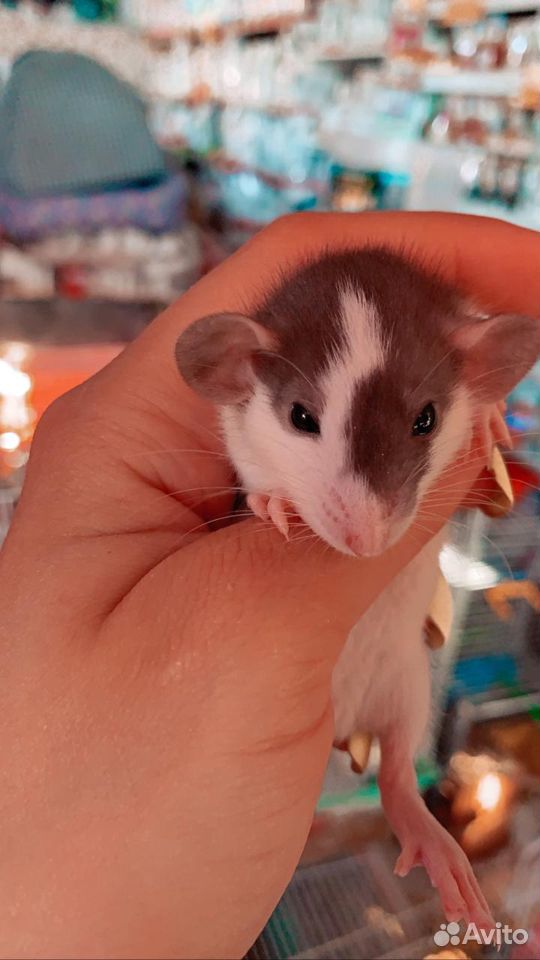 Крысята дамбо